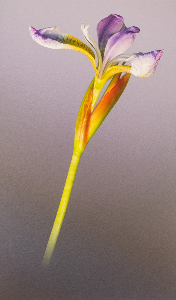 Open-Iris – Central Illinois Camera Clubs Association