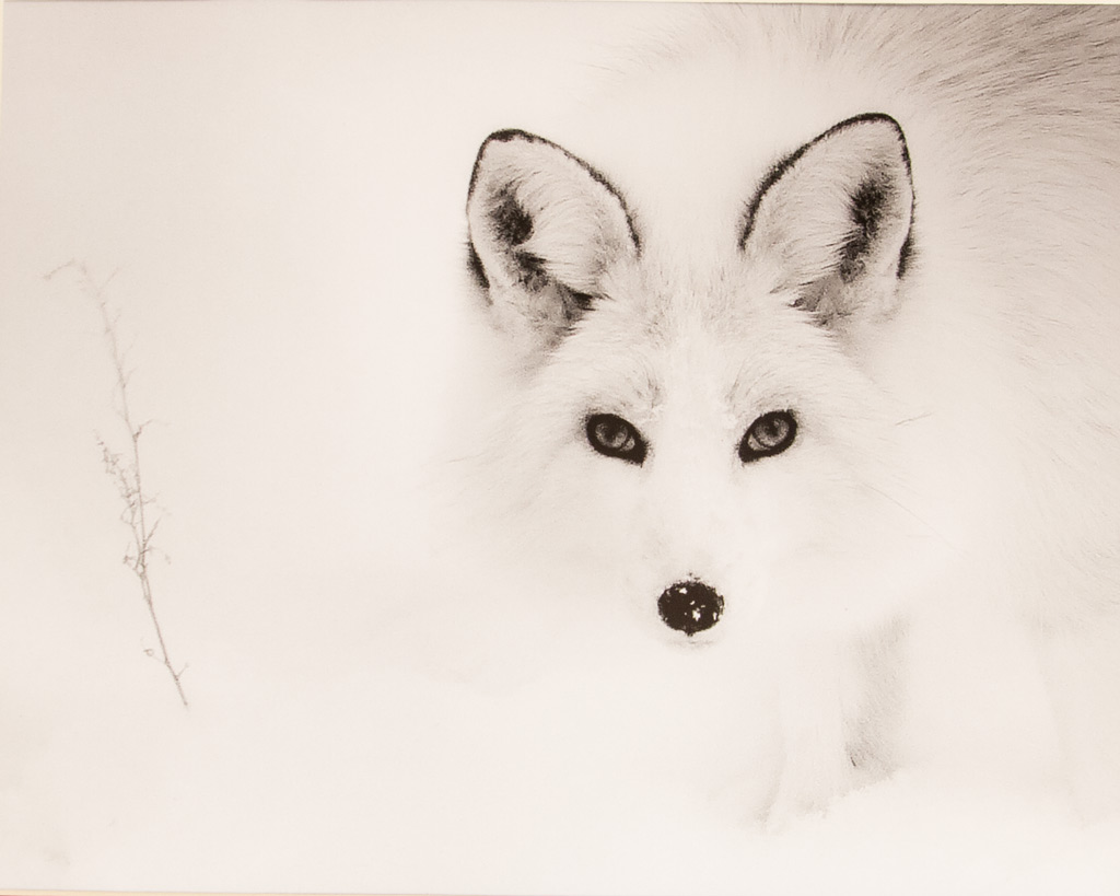 Silver-Fox – Central Illinois Camera Clubs Association